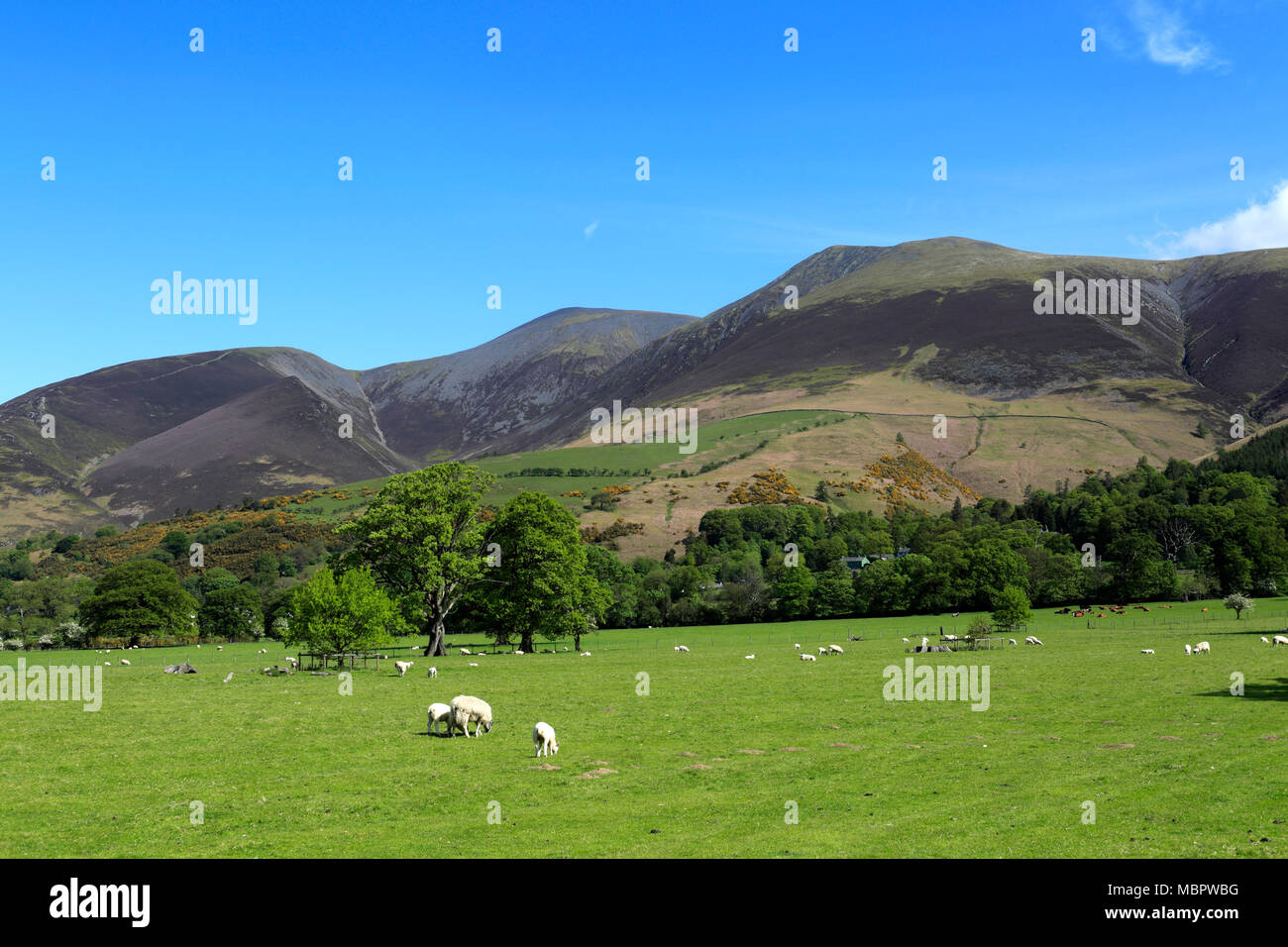 Summer view of Skiddaw mountain fell, Keswick town, Lake District ...