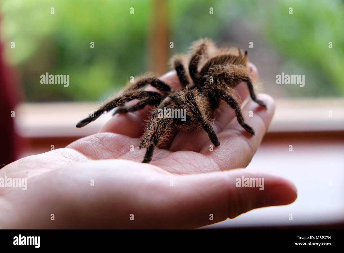 Tarantula in hand hi-res stock photography and images - Alamy