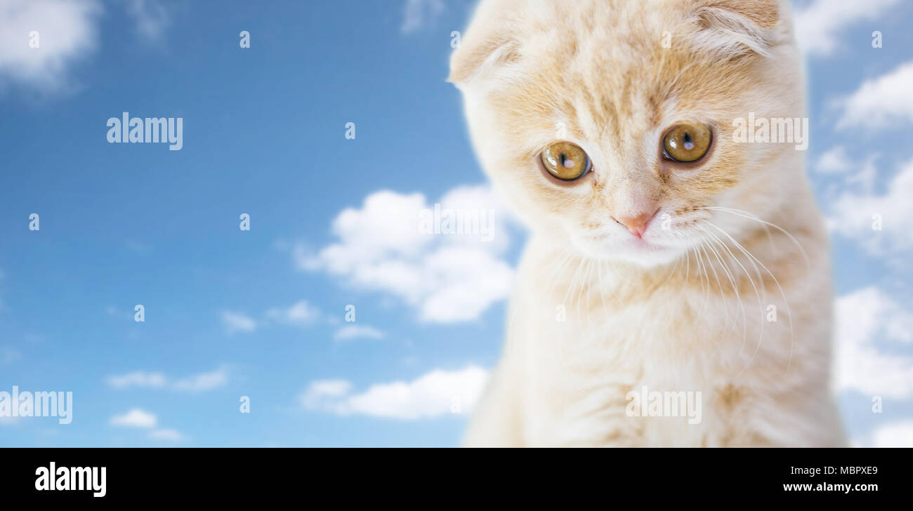 Sad cat scottish fold hi-res stock photography and images - Alamy