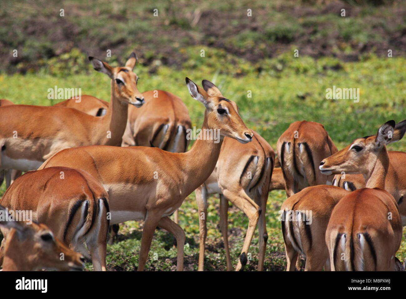 Impala herd grazing on the grassland Stock Photo - Alamy