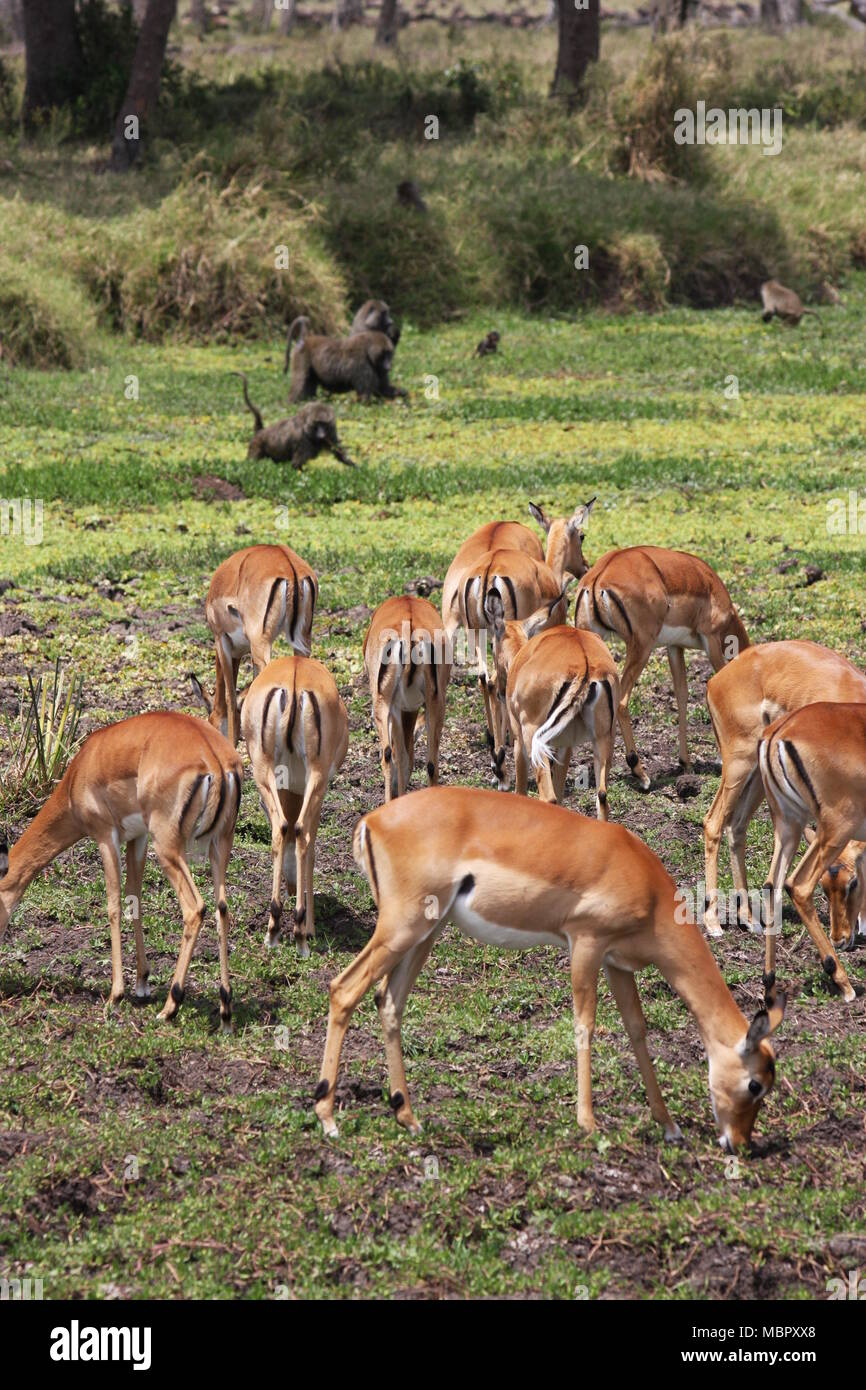 Impala herd grazing on the grassland Stock Photo - Alamy