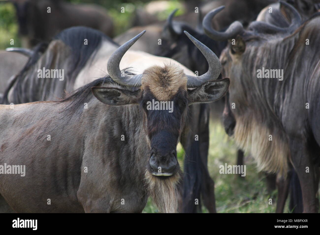 Wildebeest face hi-res stock photography and images - Alamy