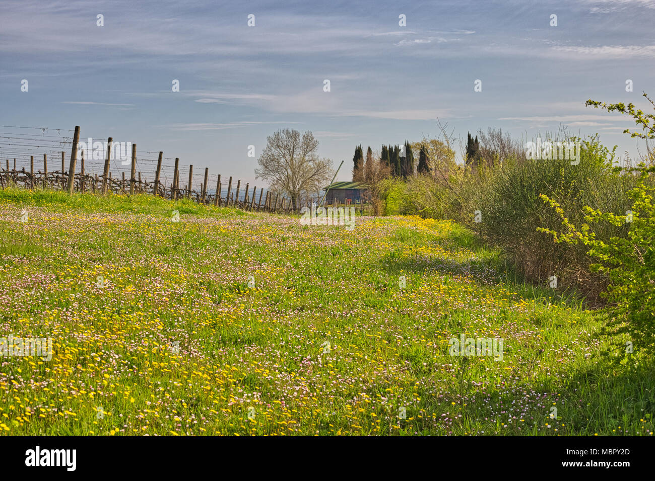 vineyards near dandelions and daisies in green country fields in Italy ...