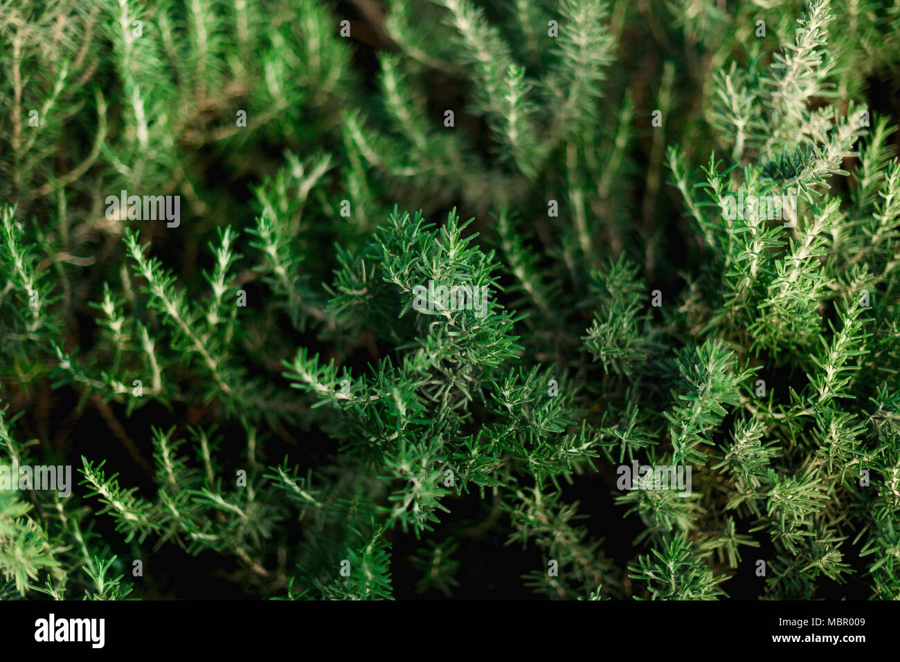 Fresh rosemary shrubs in garden. Green herb bushes grow outdoor. Plant ...