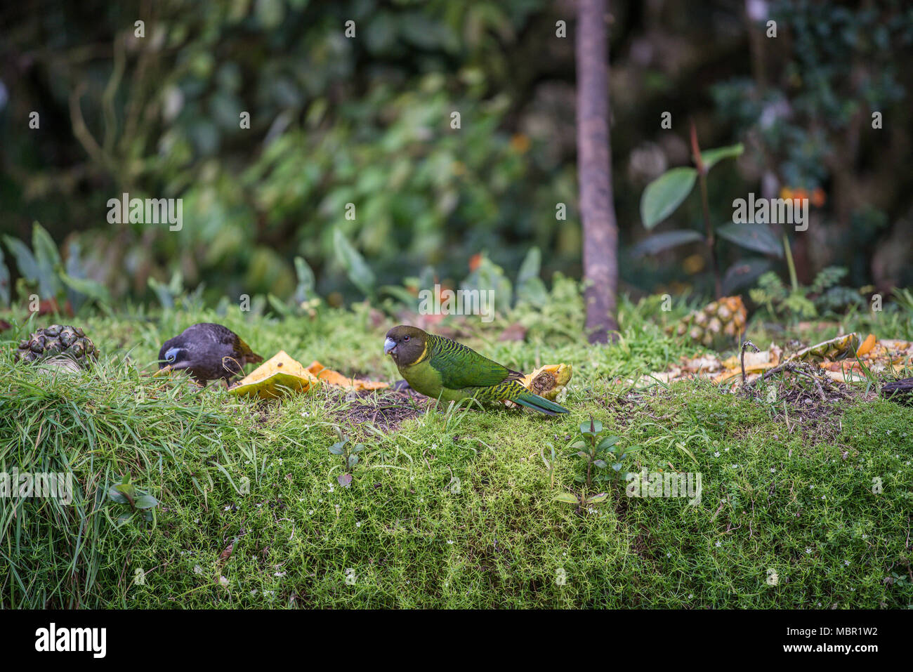 Birds of paradise papua new guinea hi-res stock photography and images ...