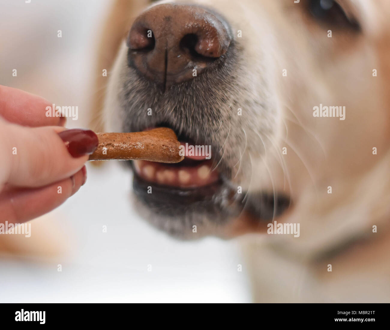 Labrador retriever shape hi-res stock photography and images - Alamy