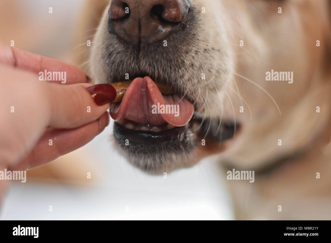 Dog eating a snack hi-res stock photography and images - Alamy