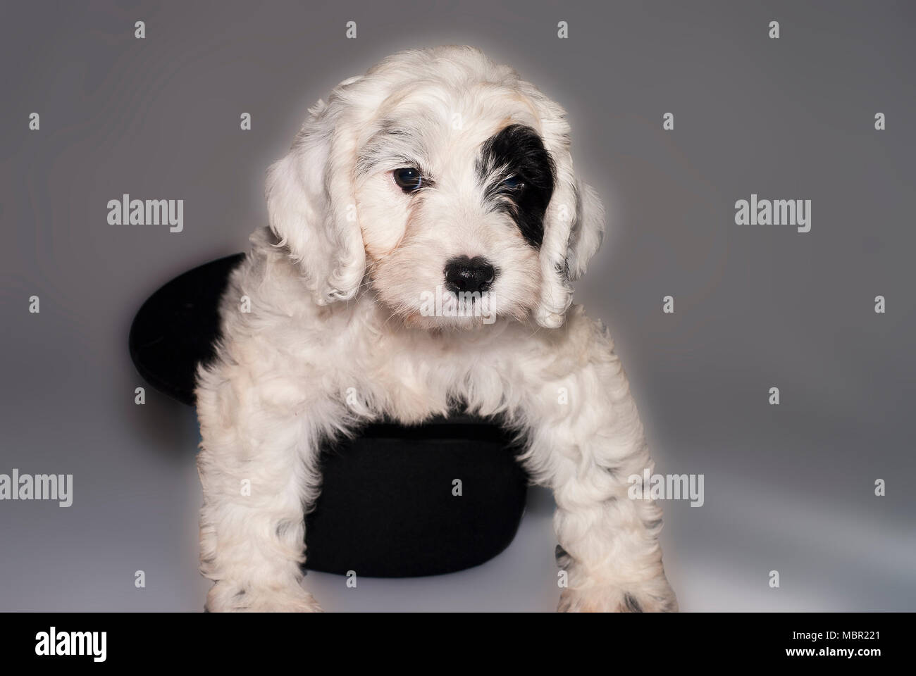 A SpringerDoodle (springer spaniel crossed with a poodle) puppy at 6 ...