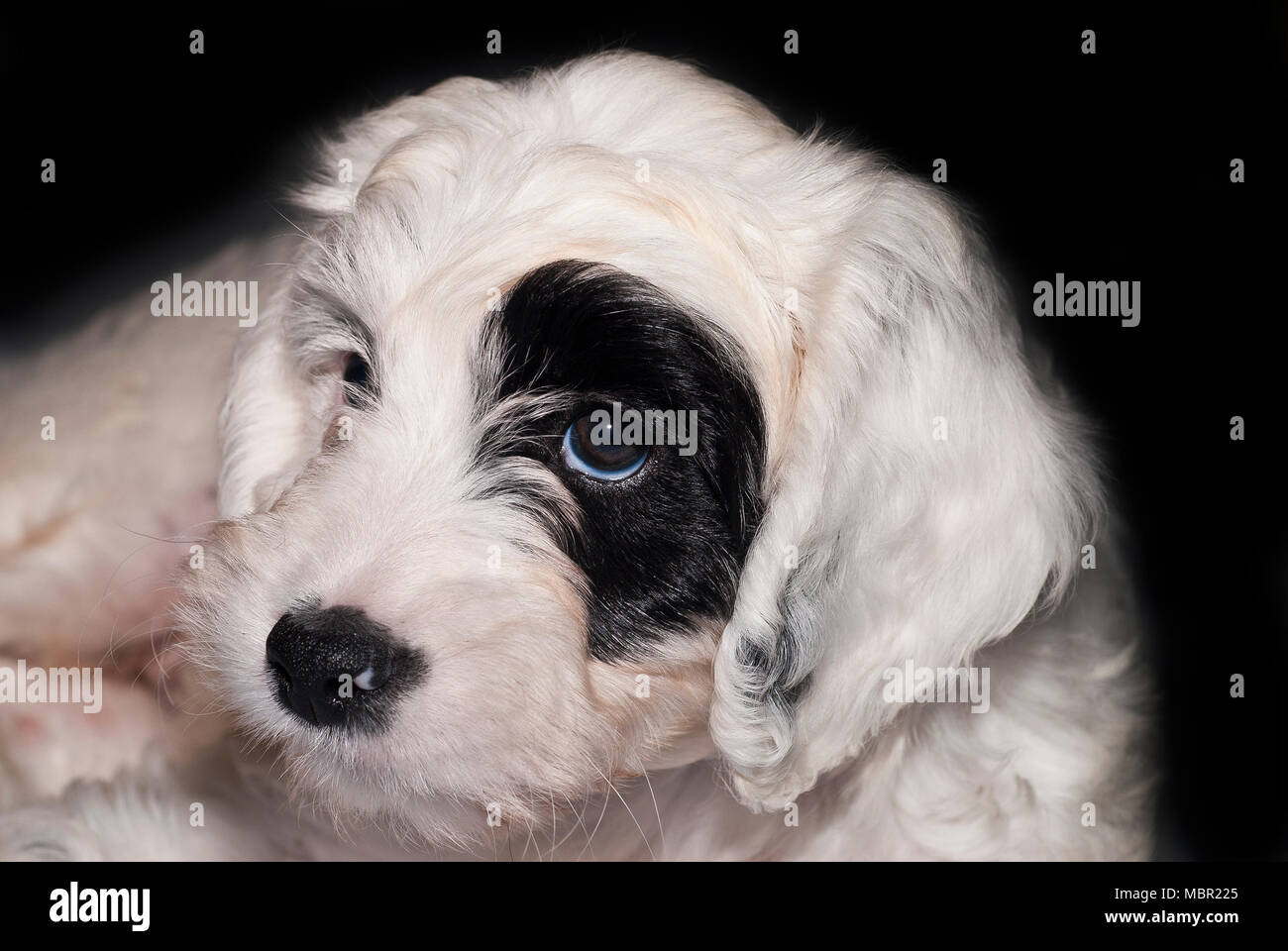 A SpringerDoodle (springer spaniel crossed with a poodle) puppy at 6 ...