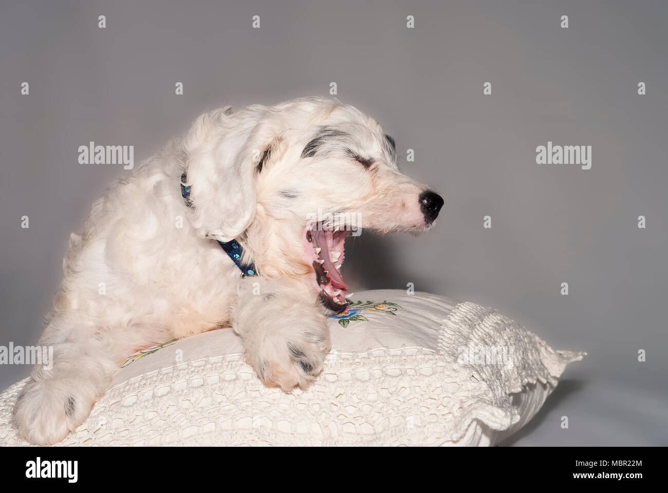 A SpringerDoodle (springer spaniel crossed with a poodle) puppy at 6 ...