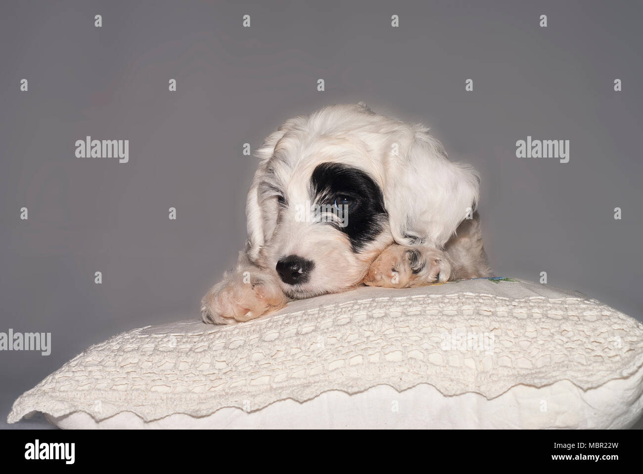 A SpringerDoodle (springer spaniel crossed with a poodle) puppy at 6 ...