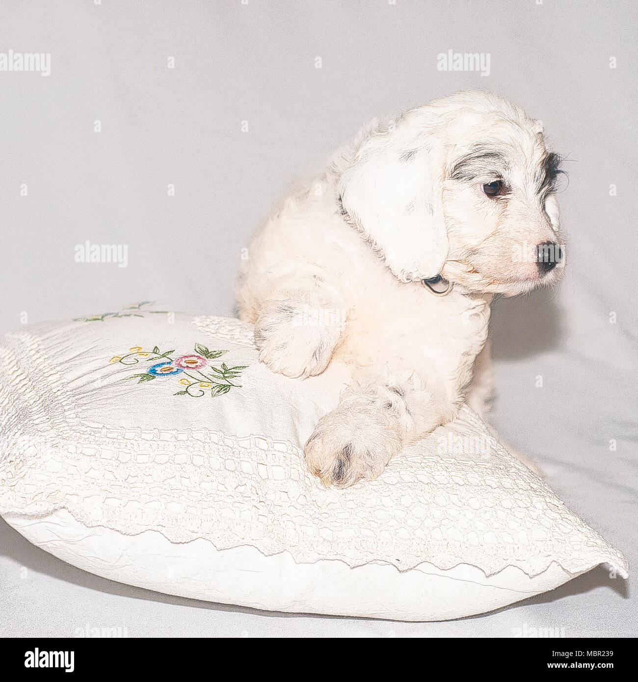 A SpringerDoodle (springer spaniel crossed with a poodle) puppy at 6 ...