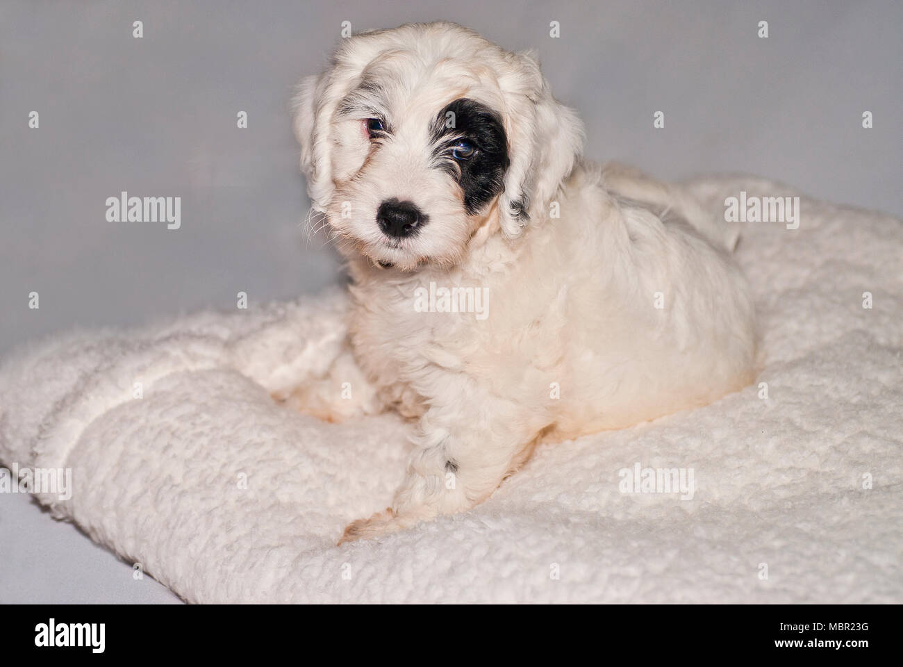 A SpringerDoodle (springer spaniel crossed with a poodle) puppy at 6 ...
