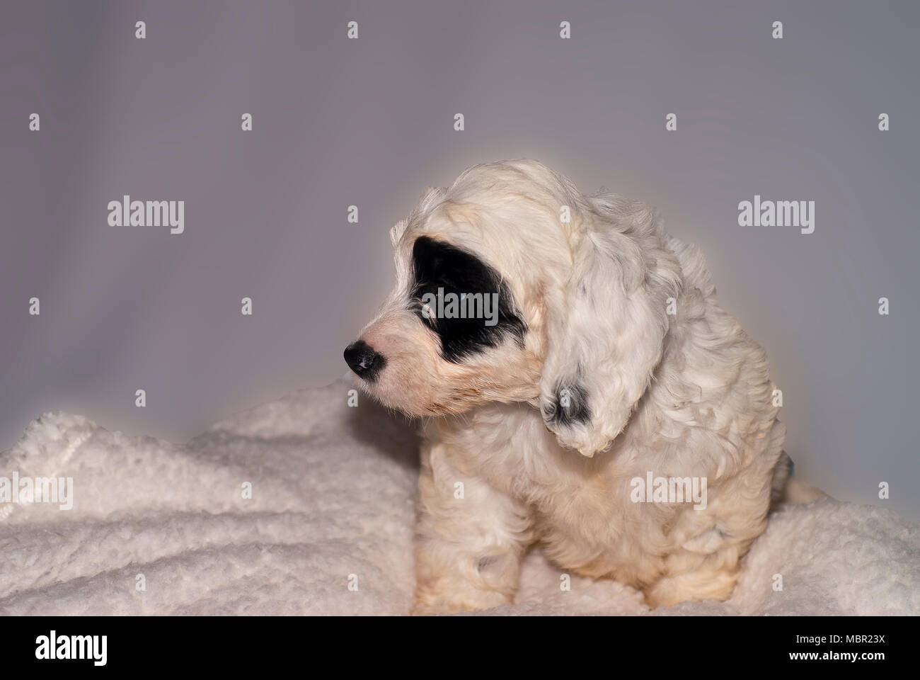 A SpringerDoodle (springer spaniel crossed with a poodle) puppy at 6 ...