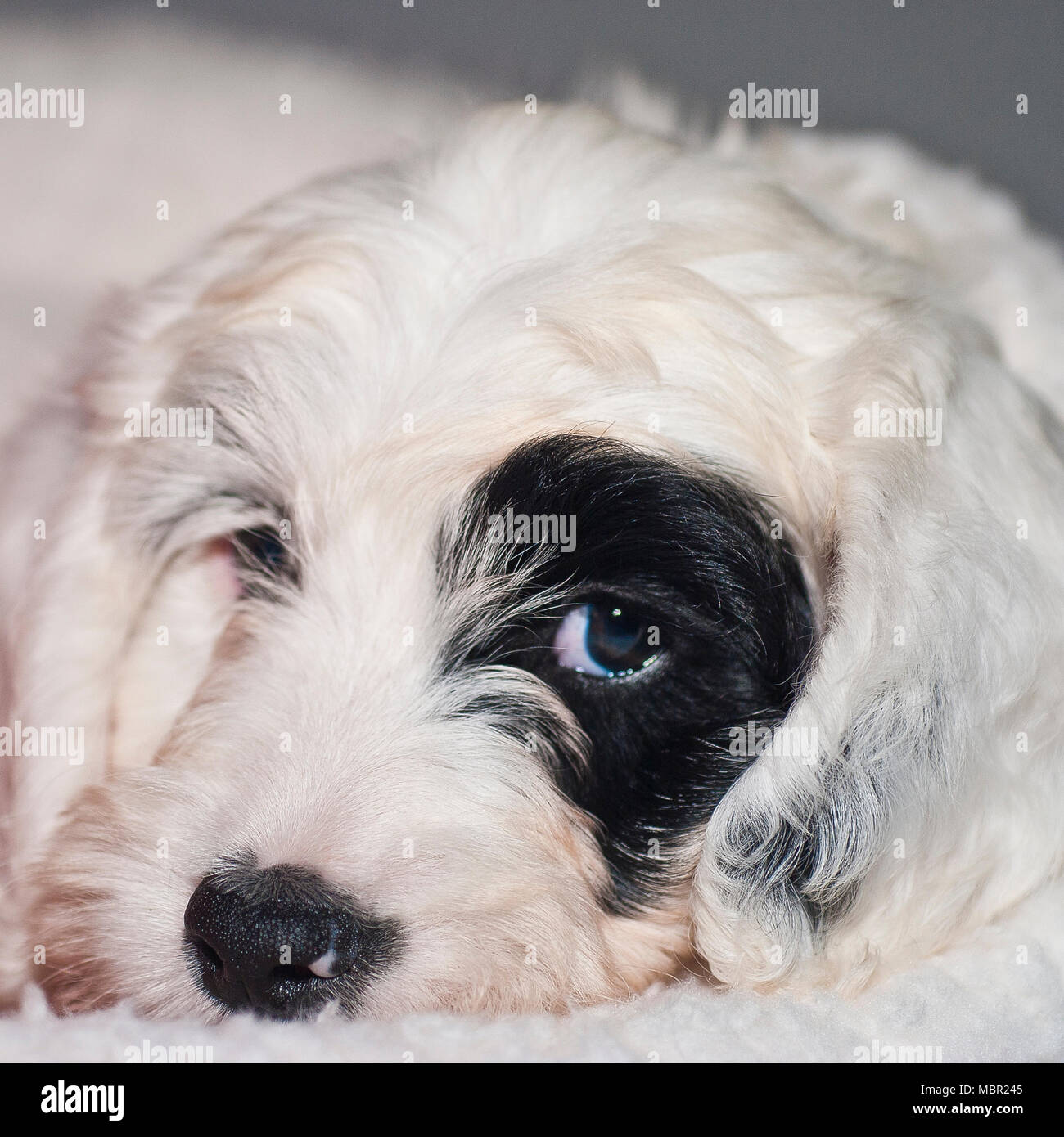 A SpringerDoodle (springer spaniel crossed with a poodle) puppy at 6 ...