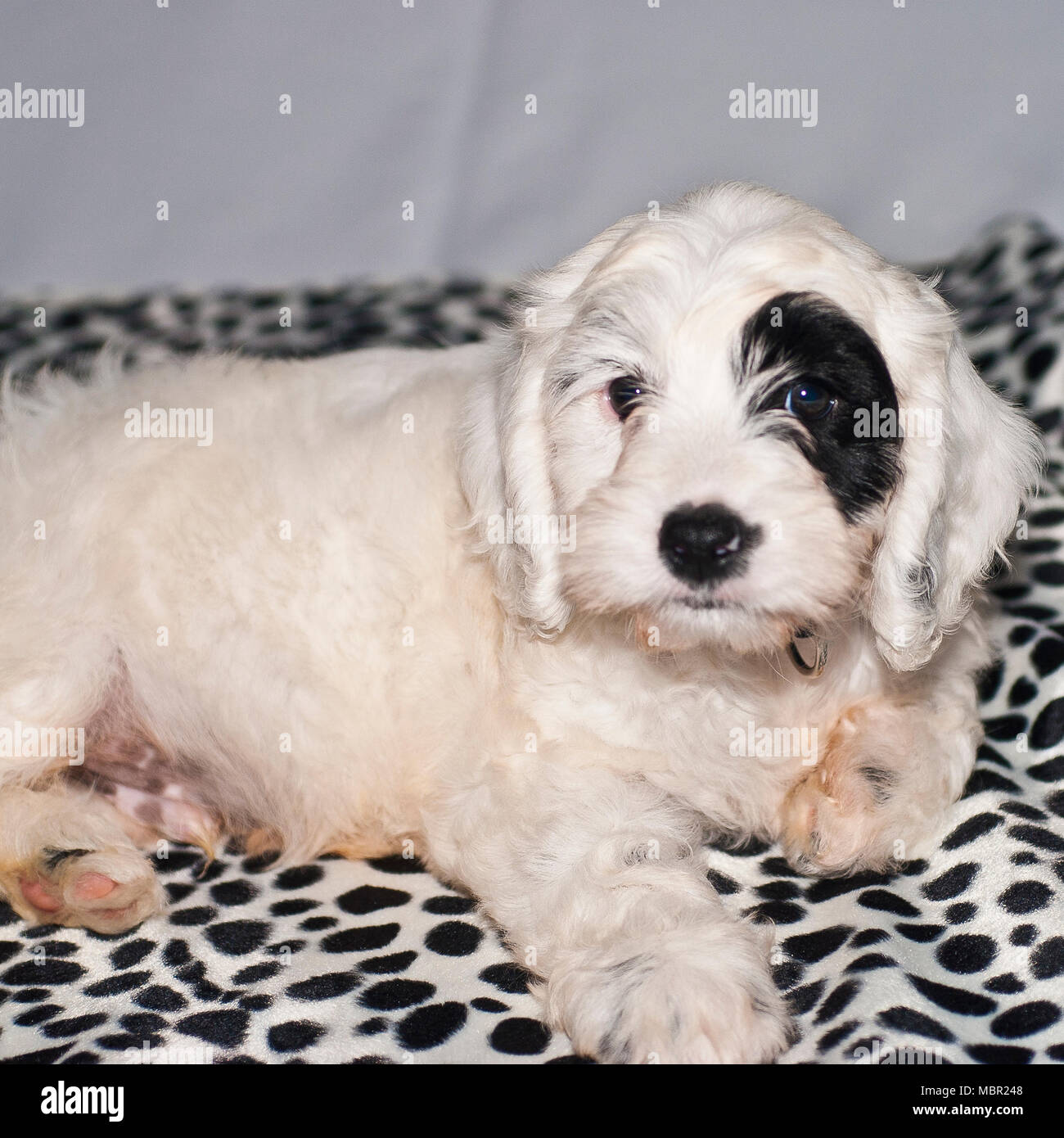 A SpringerDoodle (springer spaniel crossed with a poodle) puppy at 6 ...