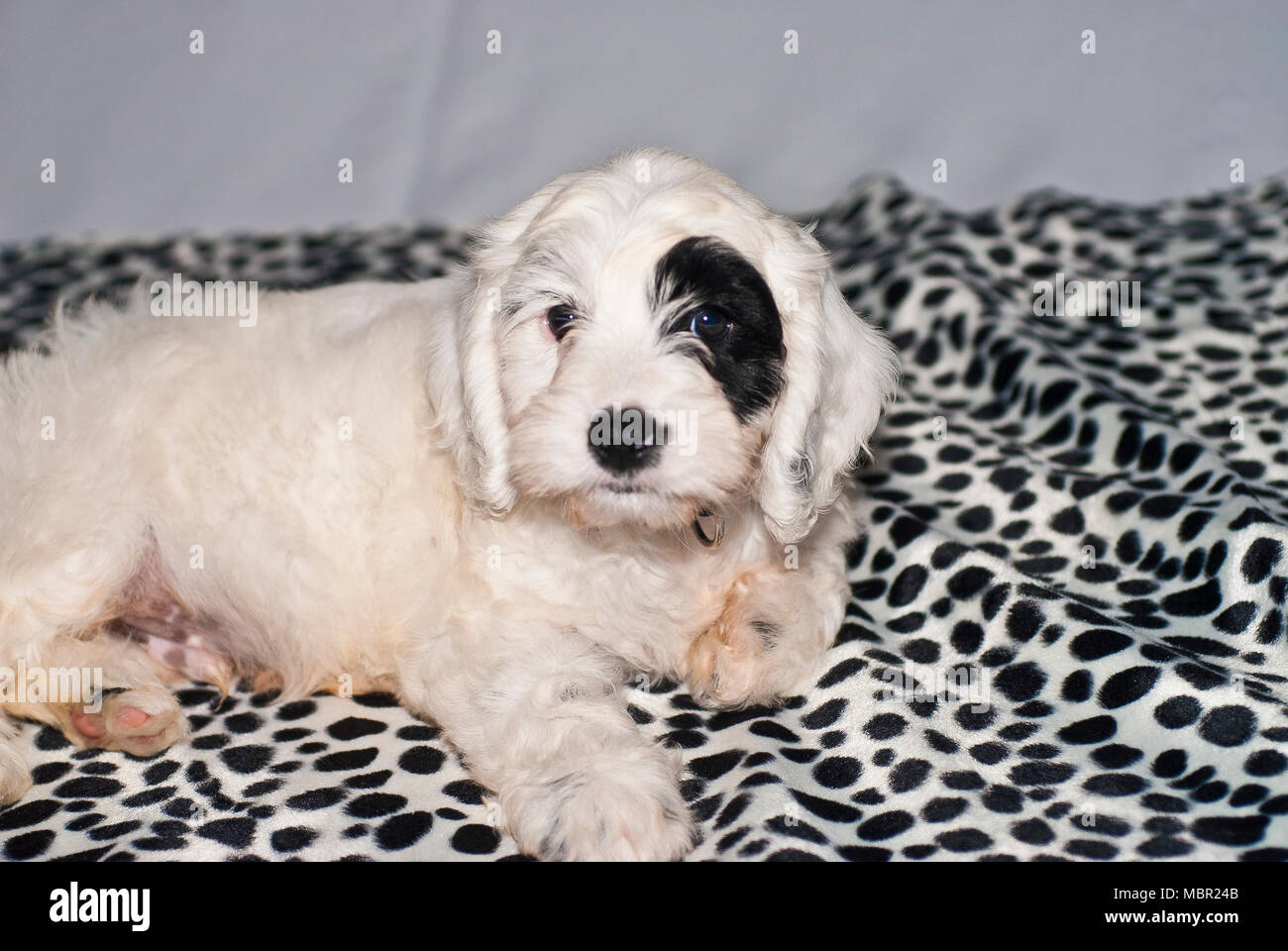 A SpringerDoodle (springer spaniel crossed with a poodle) puppy at 6 ...