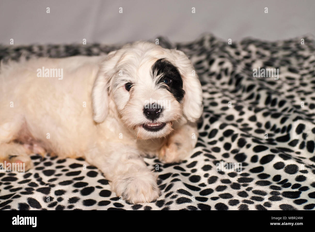 A SpringerDoodle (springer spaniel crossed with a poodle) puppy at 6 ...