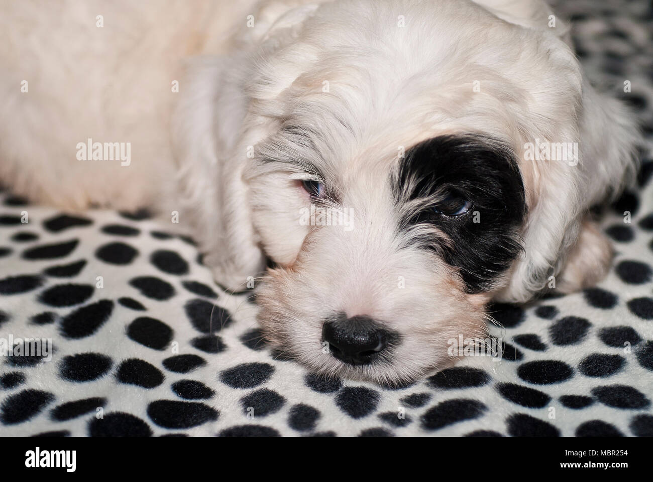 A SpringerDoodle (springer spaniel crossed with a poodle) puppy at 6 ...
