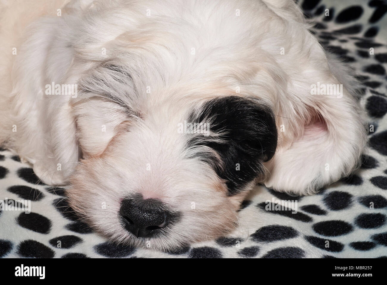A SpringerDoodle (springer spaniel crossed with a poodle) puppy at 6 ...