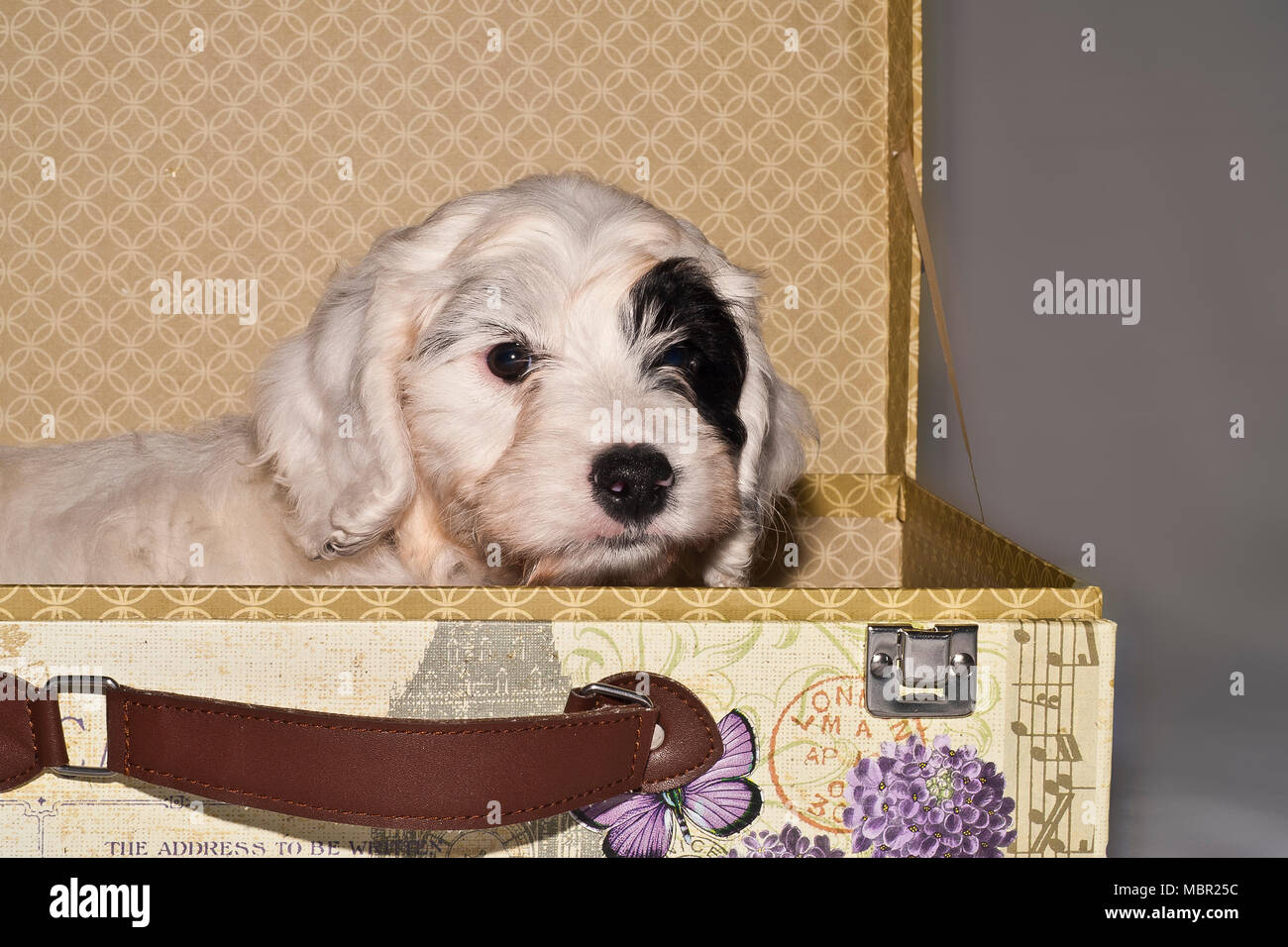 A SpringerDoodle (springer spaniel crossed with a poodle) puppy at 6 ...