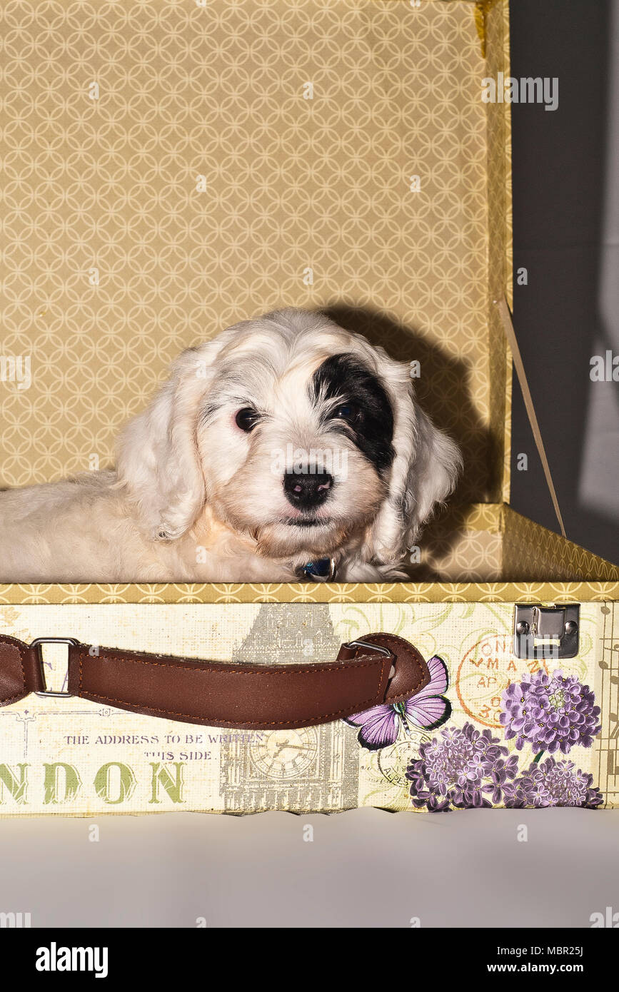 A SpringerDoodle (springer spaniel crossed with a poodle) puppy at 6 ...