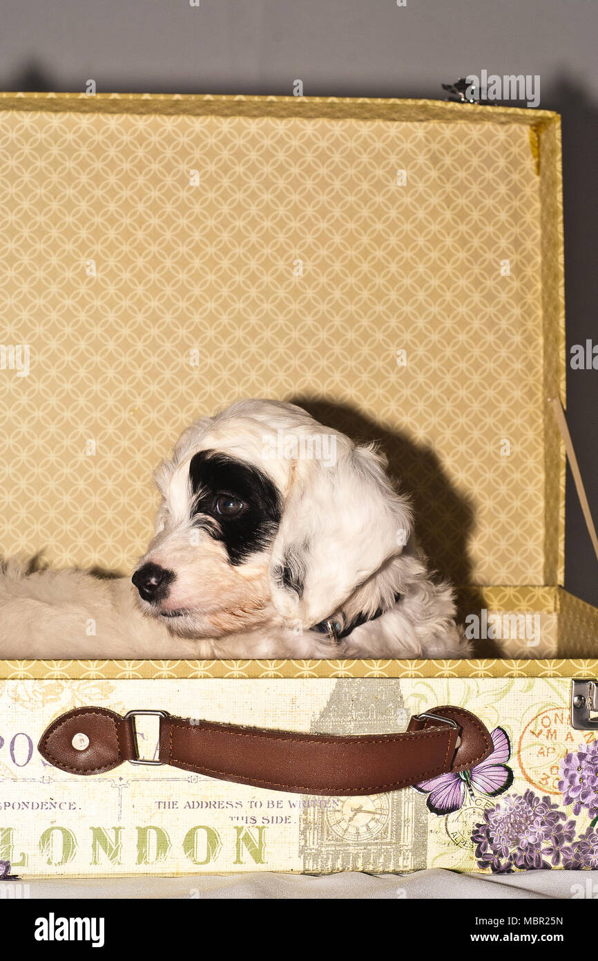 A SpringerDoodle (springer spaniel crossed with a poodle) puppy at 6 ...