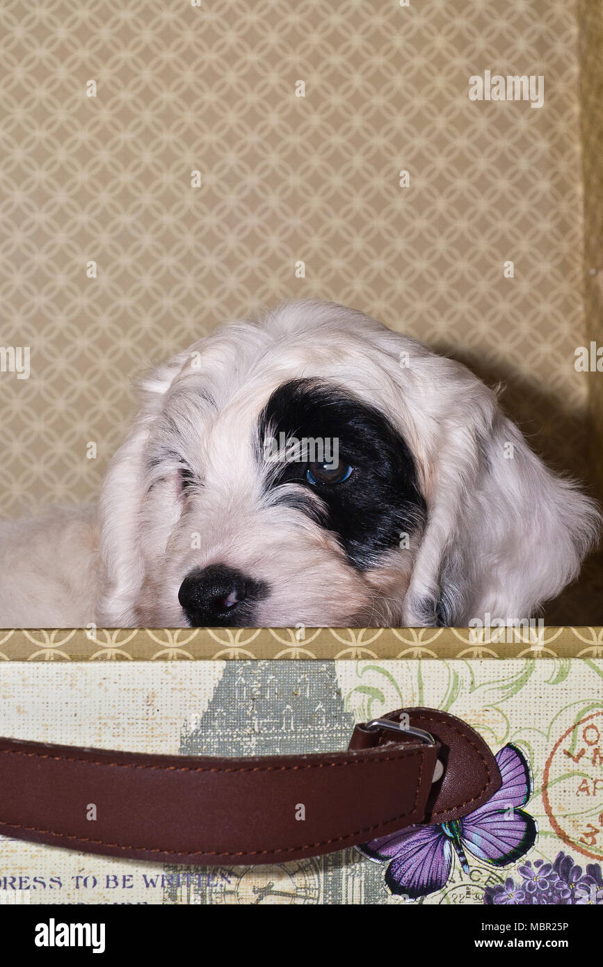 A SpringerDoodle (springer spaniel crossed with a poodle) puppy at 6 ...