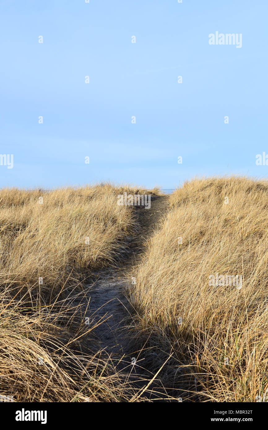 Coastal seagrass hi-res stock photography and images - Alamy