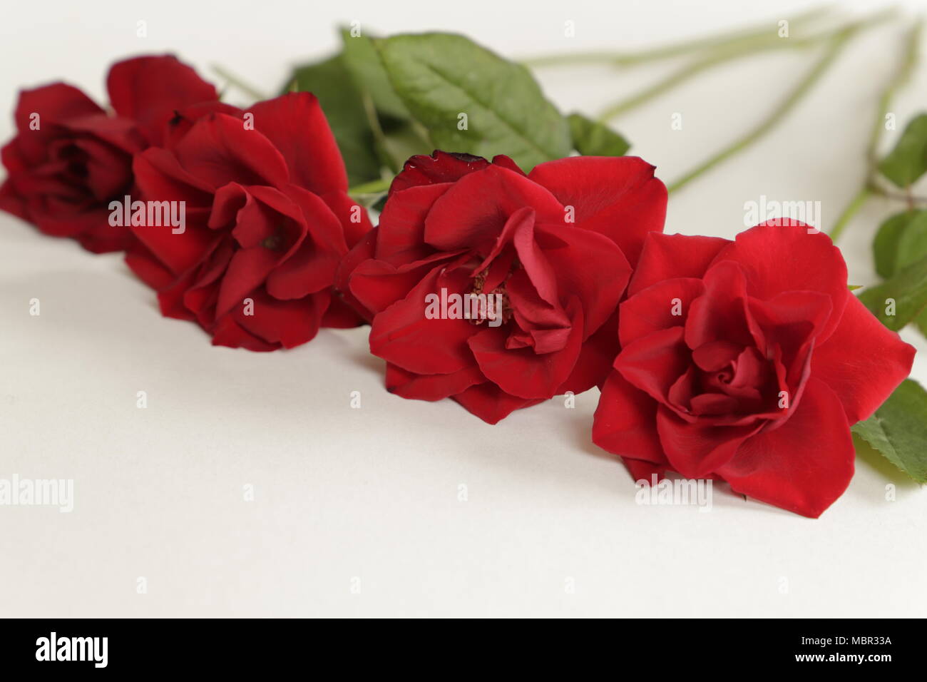 red roses the symbol of love Stock Photo - Alamy