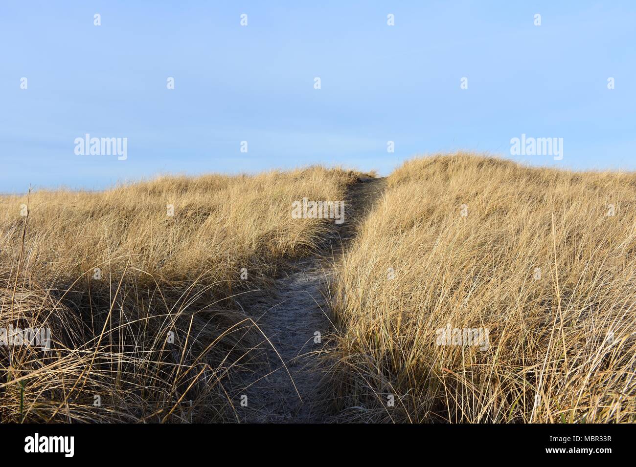 Seagrass path to the sea Stock Photo - Alamy