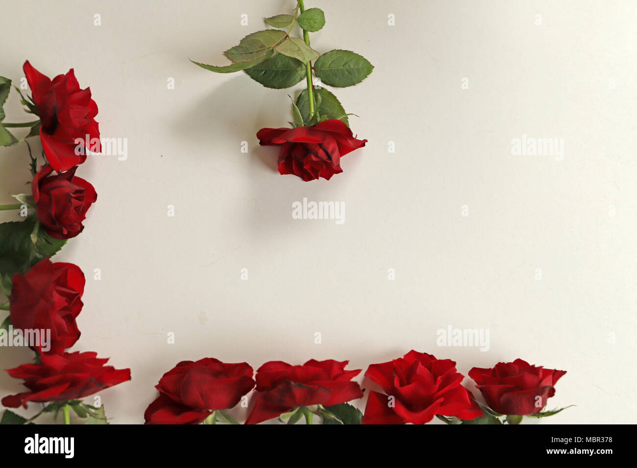red roses the symbol of love Stock Photo - Alamy