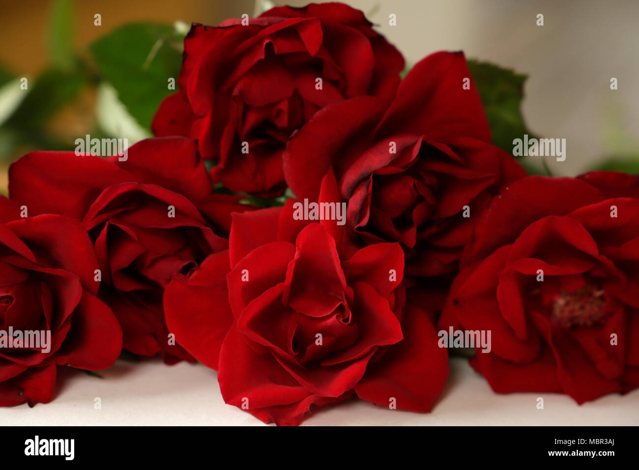 red roses the symbol of love Stock Photo - Alamy