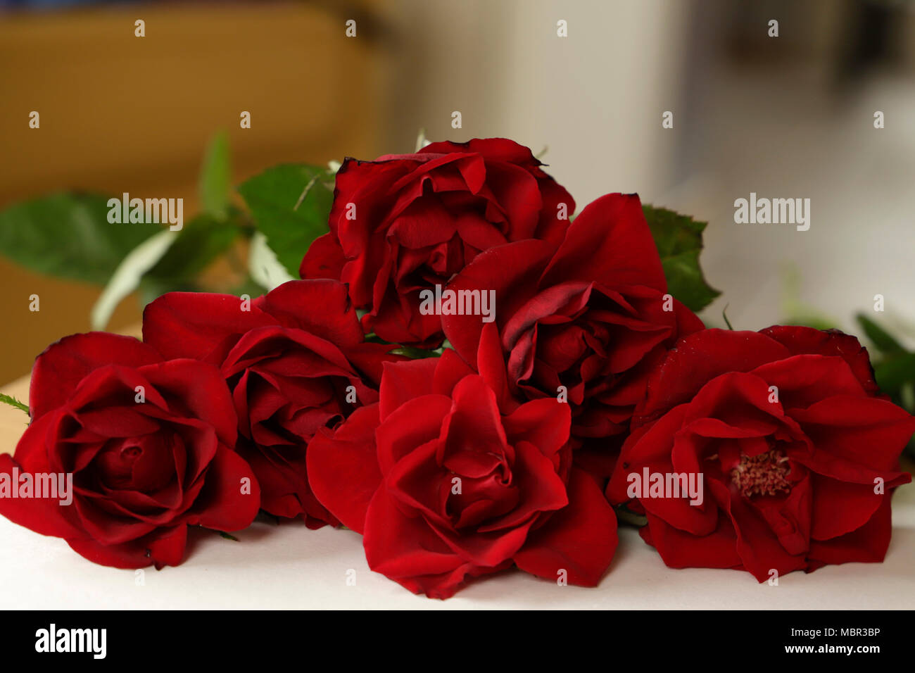 red roses the symbol of love Stock Photo - Alamy