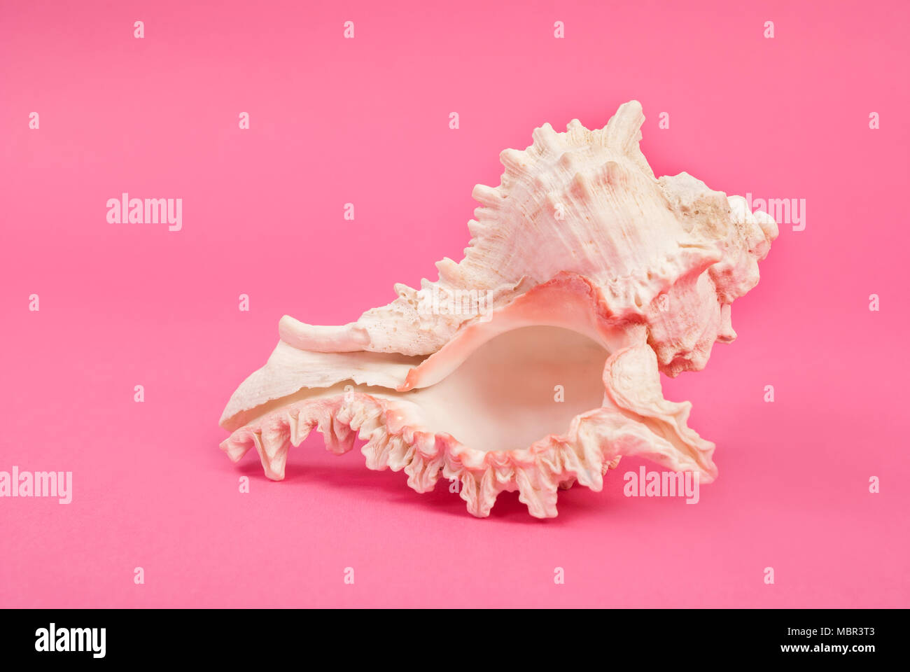 Sea shell white color isolated on pink background and space for text ...
