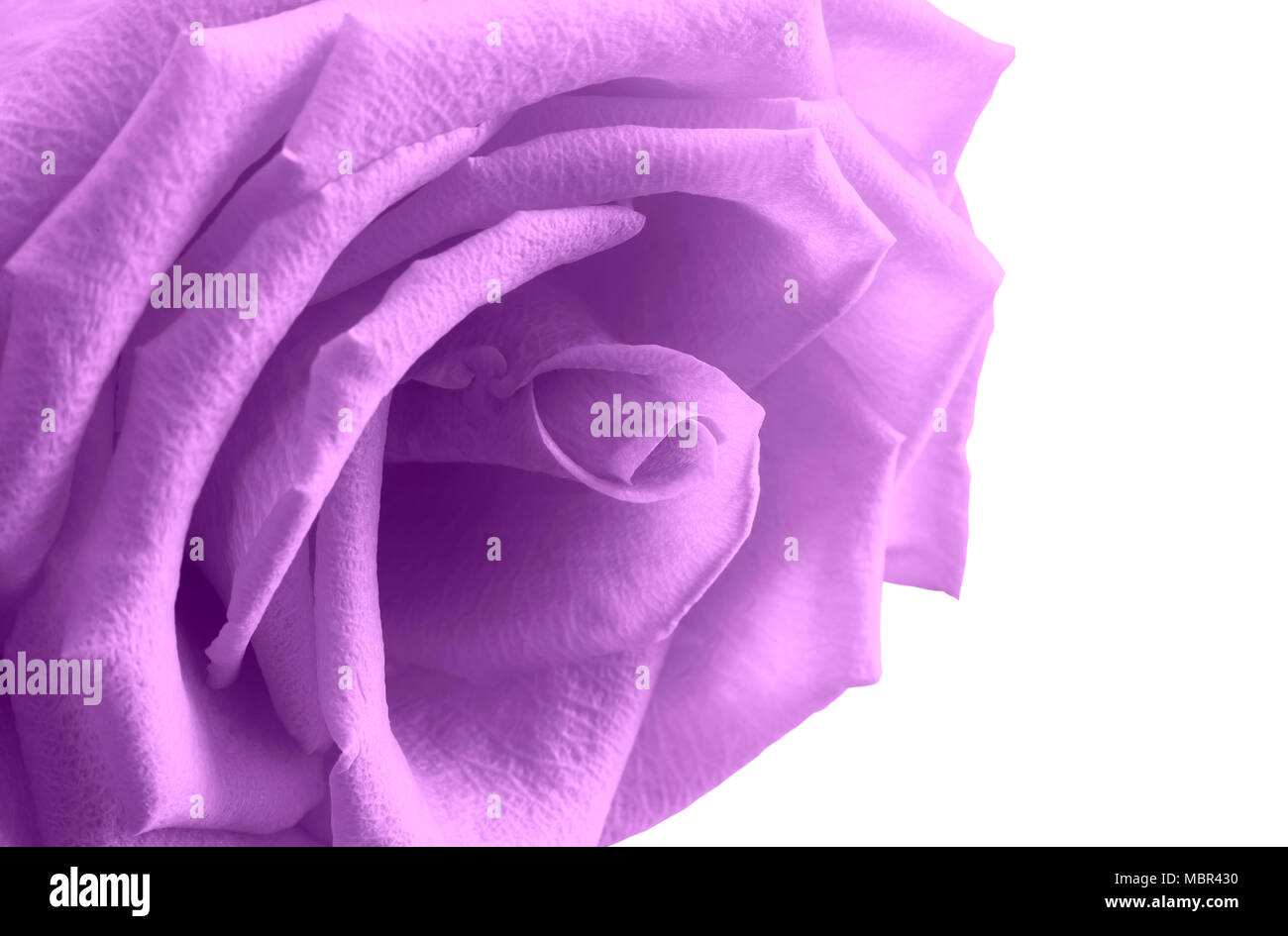 The most beautiful red rose . Closeup of the core of a rose Stock Photo ...