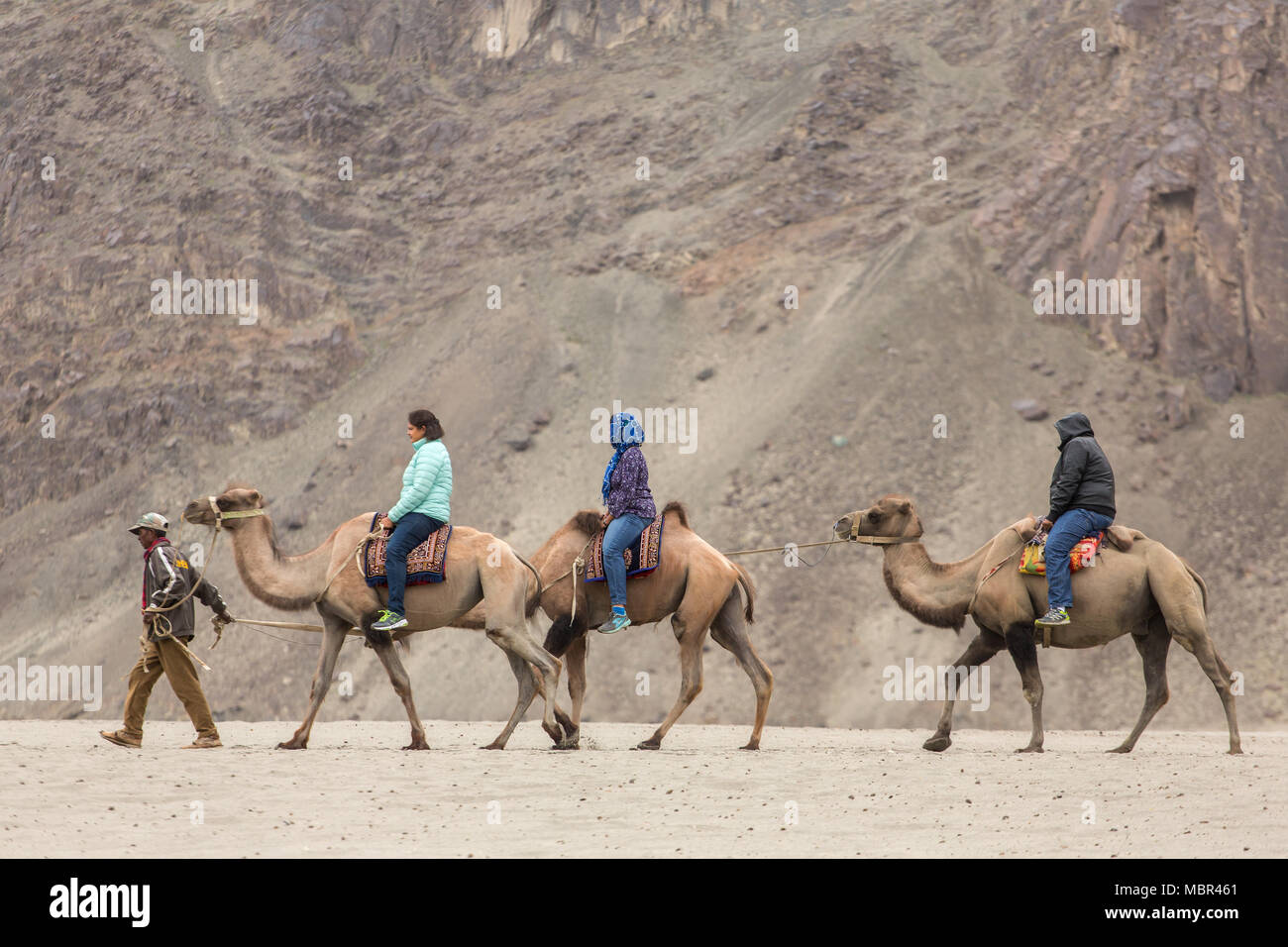 Ladakh, India - June 29, 2017: Indian tourists riding camels during ...