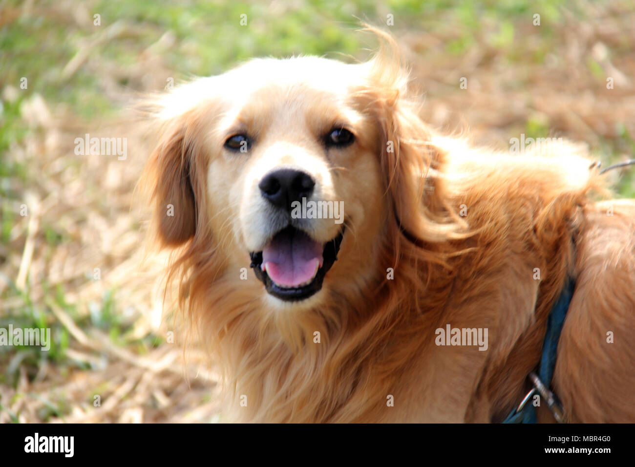 Peg dogs hi-res stock photography and images - Alamy