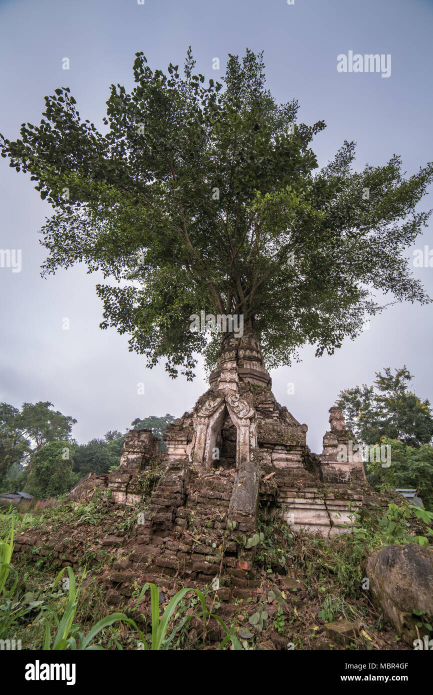 Tree growing from ancient temple stupa in Hsipaw, Shan state, Myanmar ...