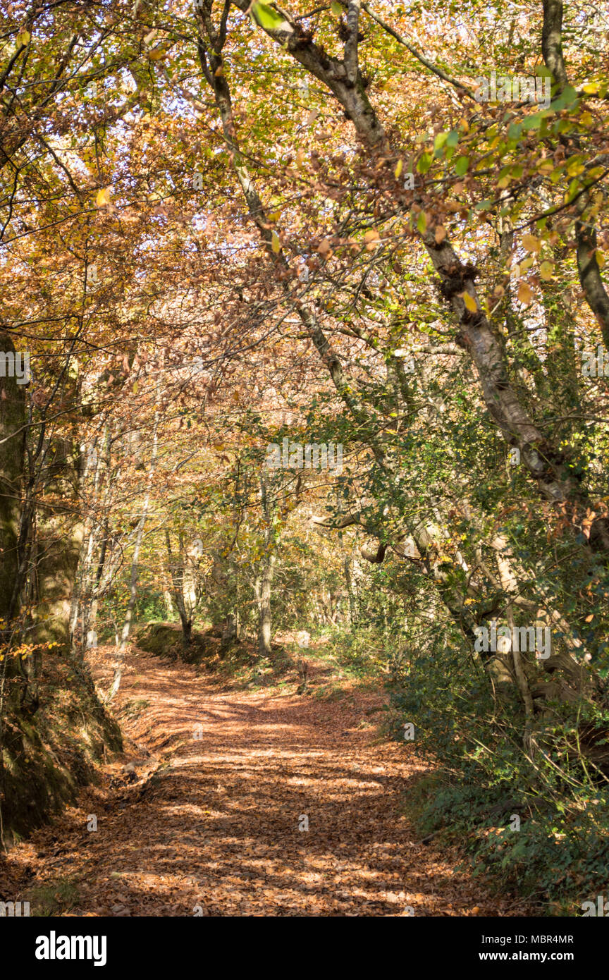 Woodland cycle track hi-res stock photography and images - Alamy