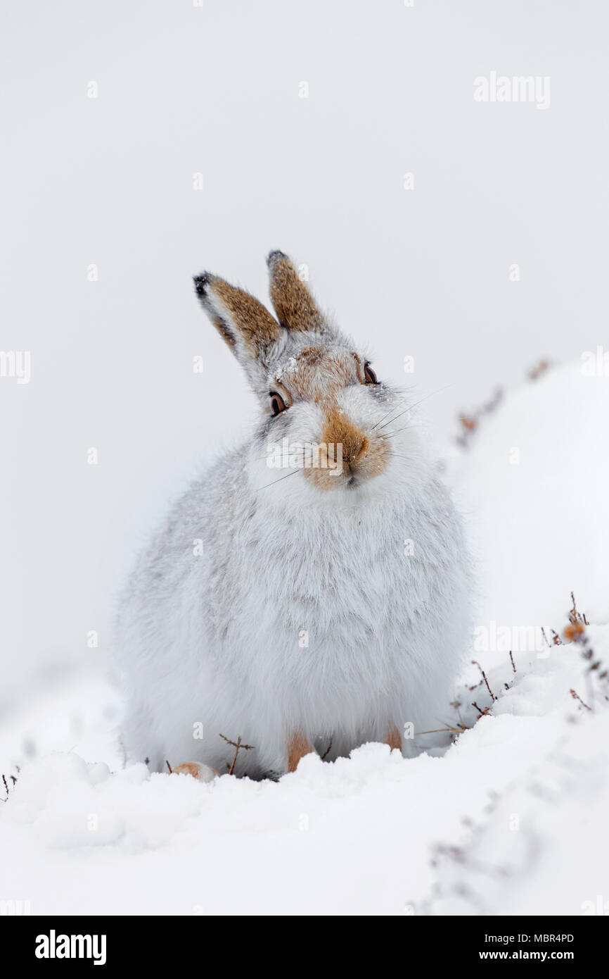Mountain hare / Alpine hare / snow hare (Lepus timidus) in white winter ...