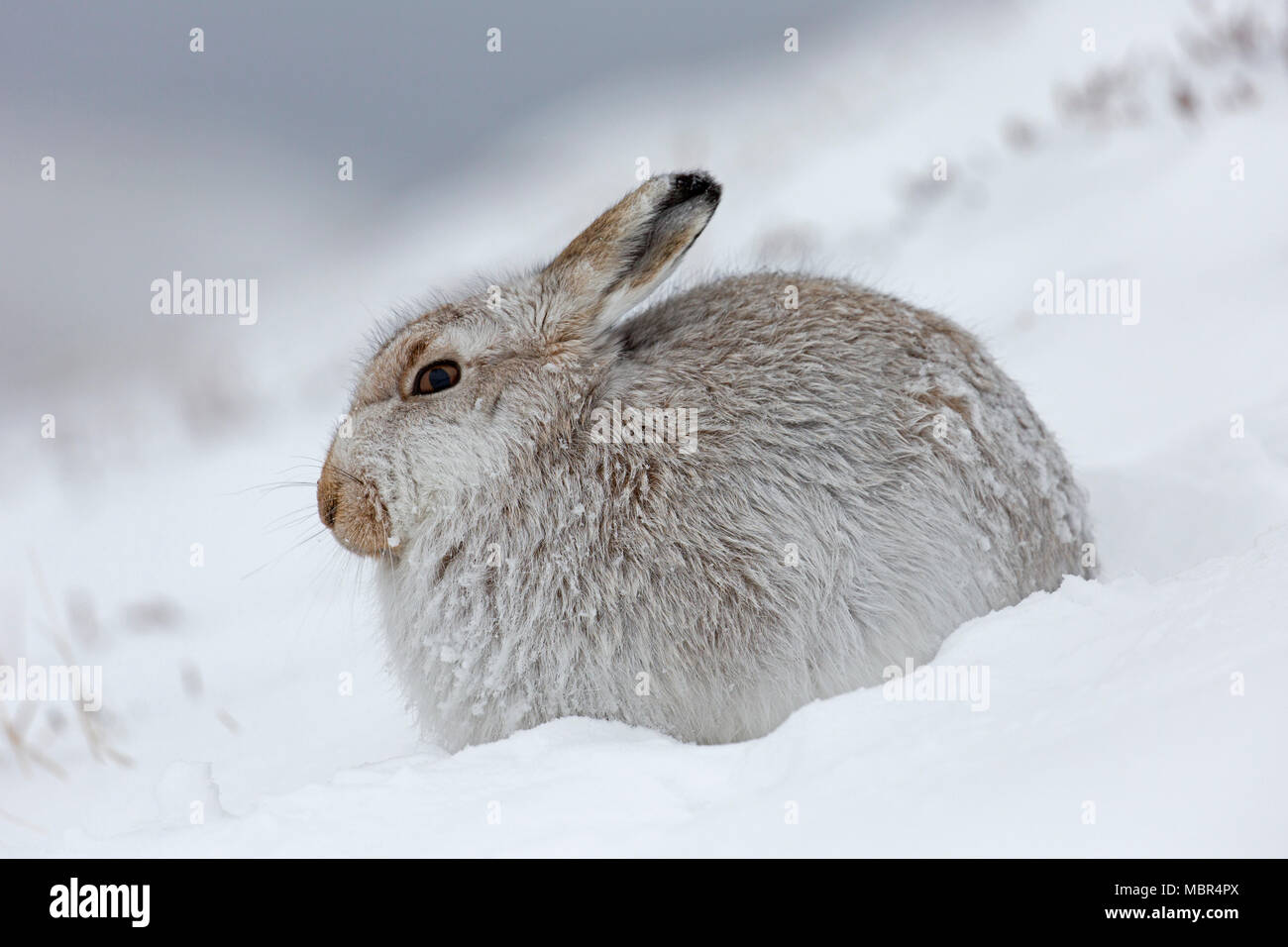 Snow Hare High Resolution Stock Photography and Images - Alamy