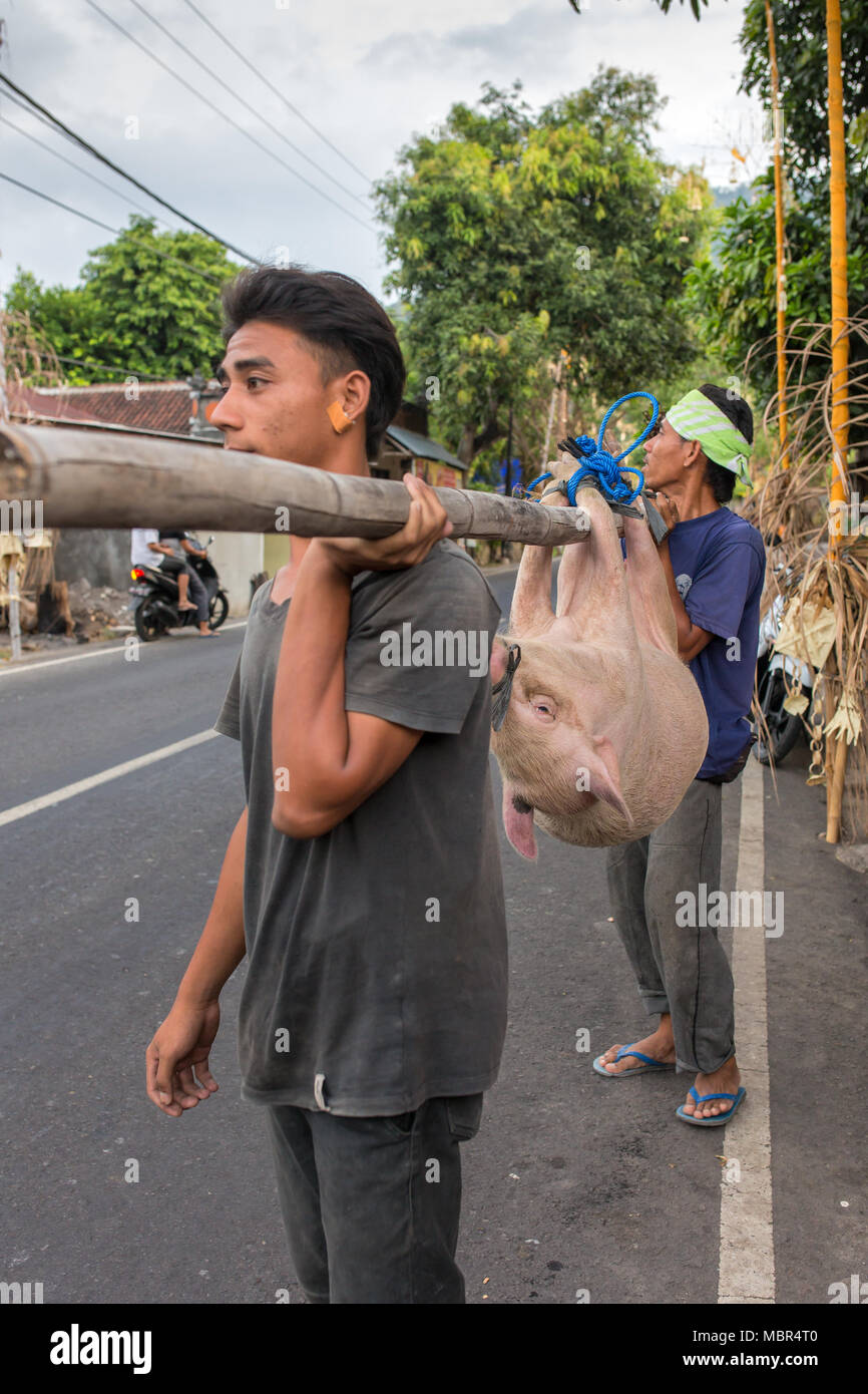 Bali, Indonesia - September 15, 2016: Balinese men carry pig for ...