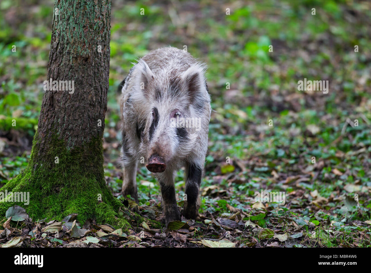 Spotted wild boar (Sus scrofa) brindled piglet foraging in autumn ...