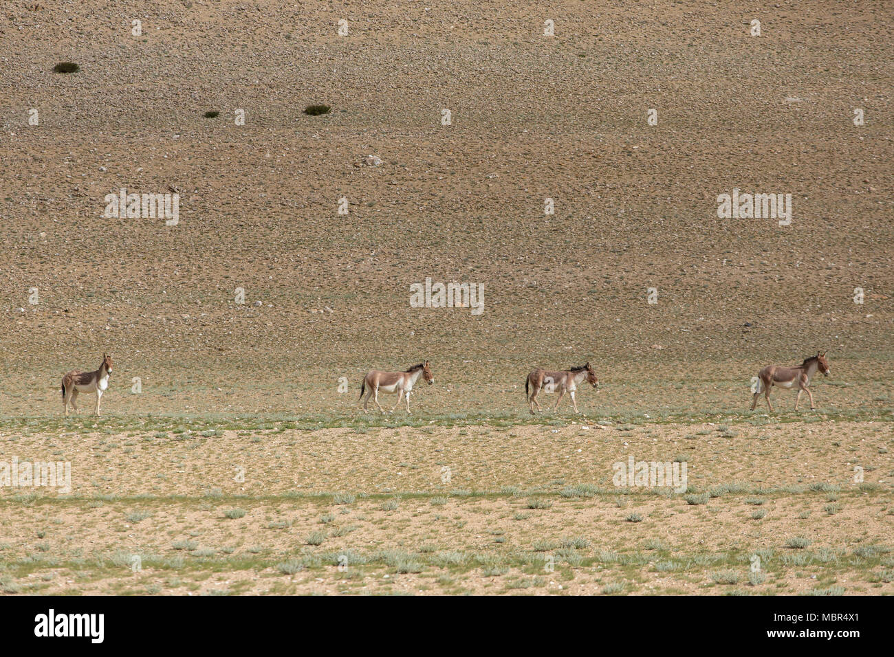 Tibetan Wild Ass or Kyang Equus Kiang on Changthang plateau in Ladakh ...