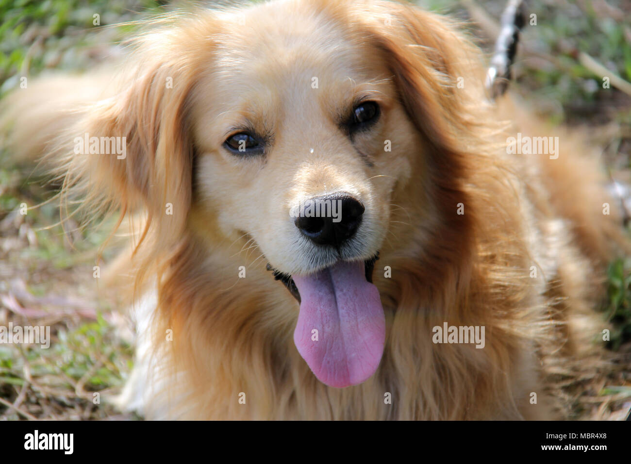 Docile dogs hi-res stock photography and images - Alamy