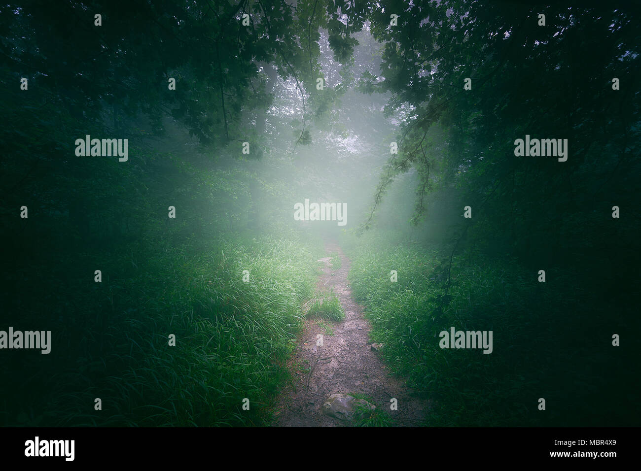 Path in the foggy forest at morning Stock Photo - Alamy