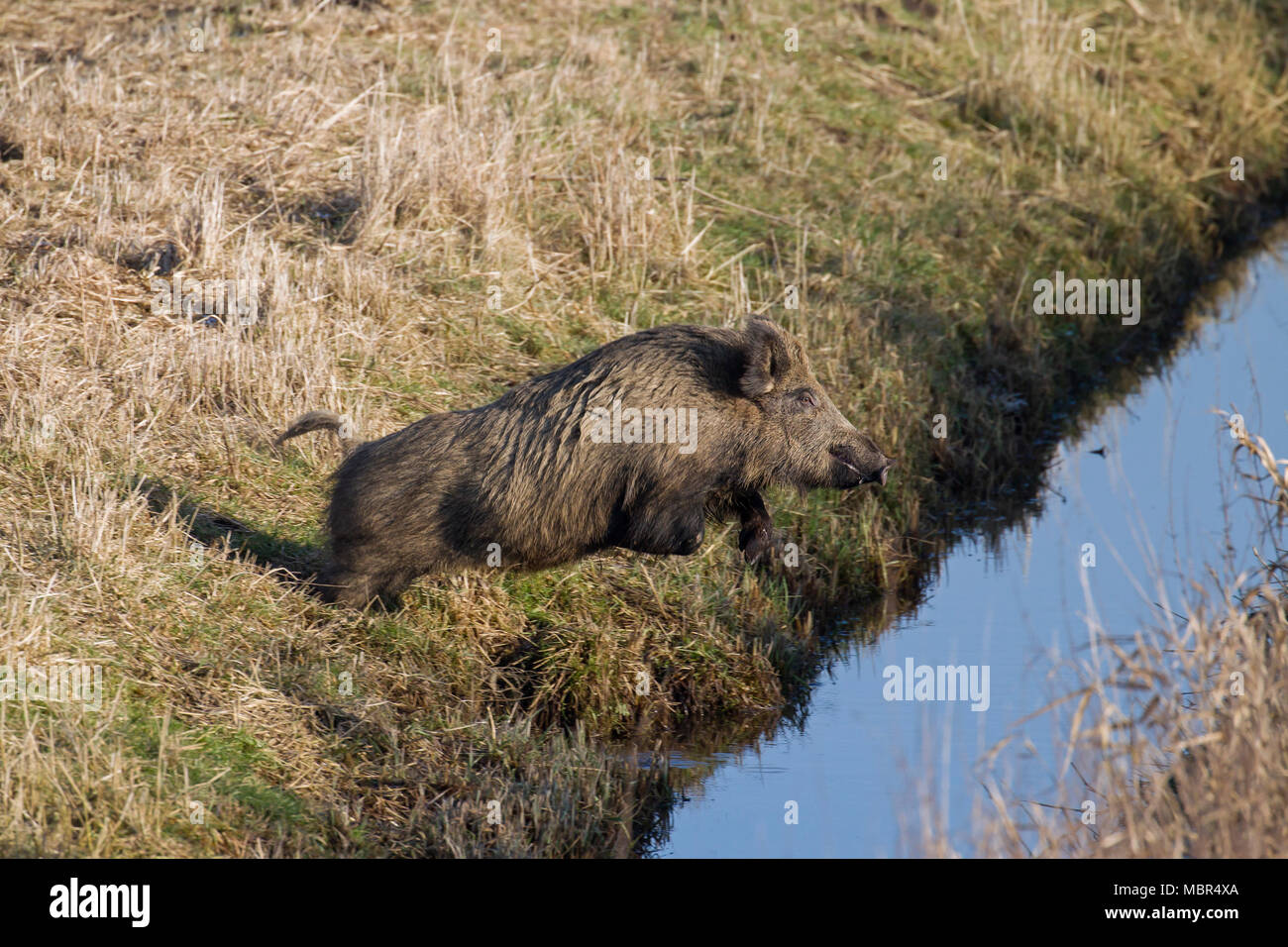 Jumping ditch hi-res stock photography and images - Alamy