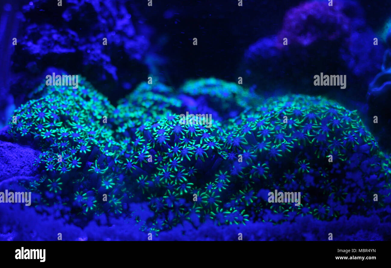 Berenice egypt hi-res stock photography and images - Alamy