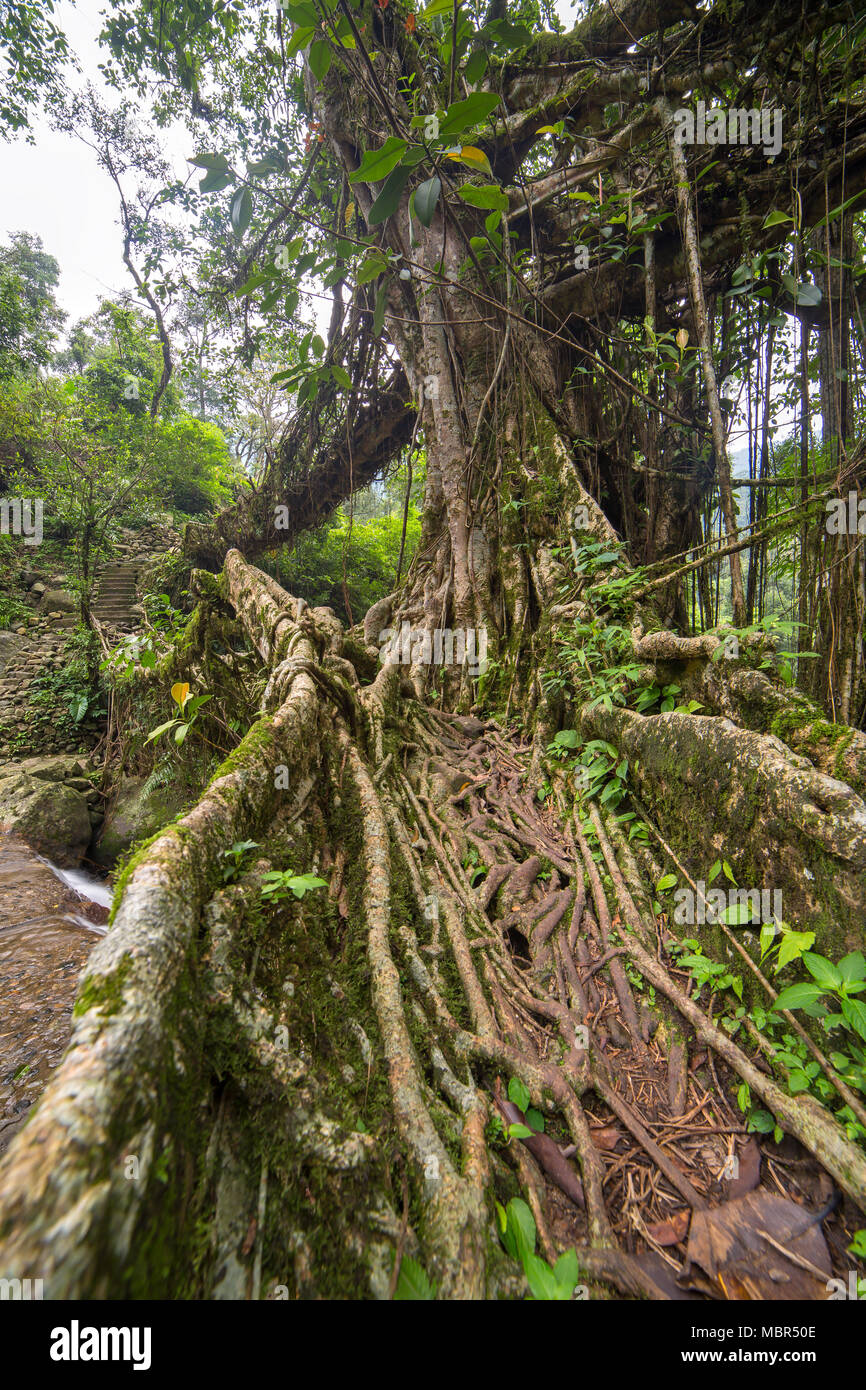 Living roots bridge near Nongriat village, Cherrapunjee, Meghalaya ...